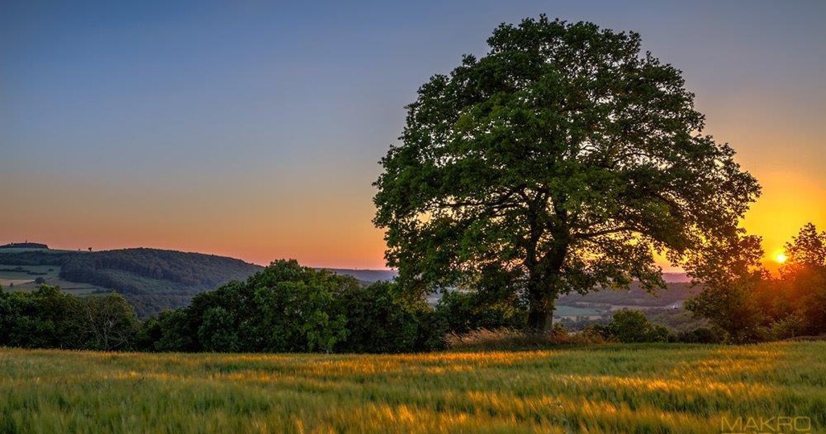 Projektaufruf der Lokalen AktionsGruppe Moselfranken zur Umsetzung der LEADER-Strategie in ...
